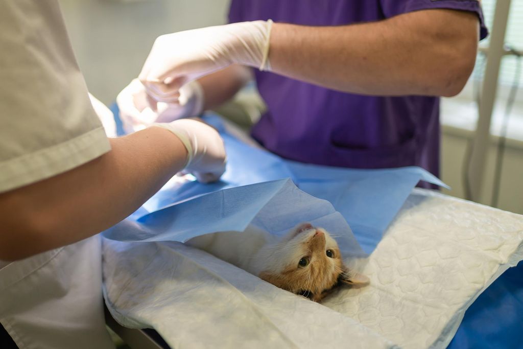 Beware persons impersonating veterinary surgeons, warns TTVA - Trinidad Guardian