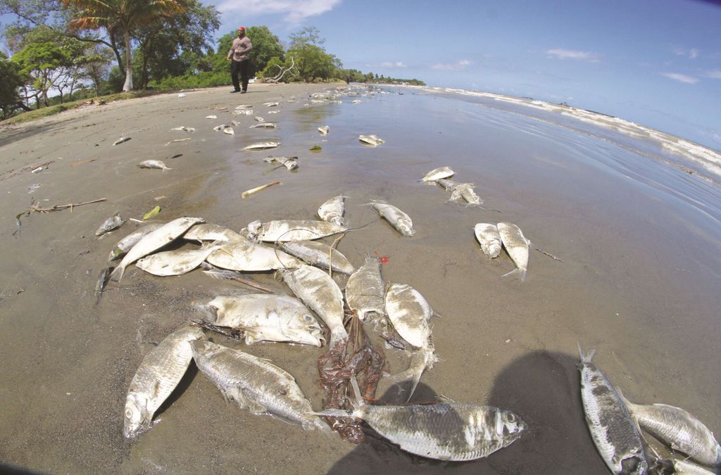 Mystery fish kill at La Brea beach - Trinidad Guardian