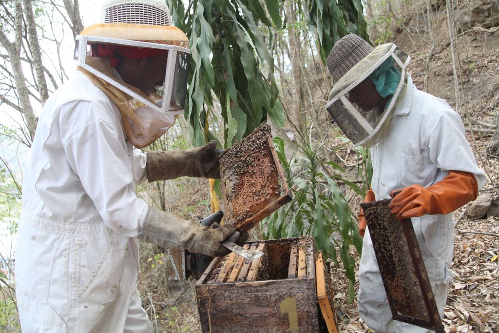 Local beekeepers call for ban, pesticides killing off bees - Trinidad ...