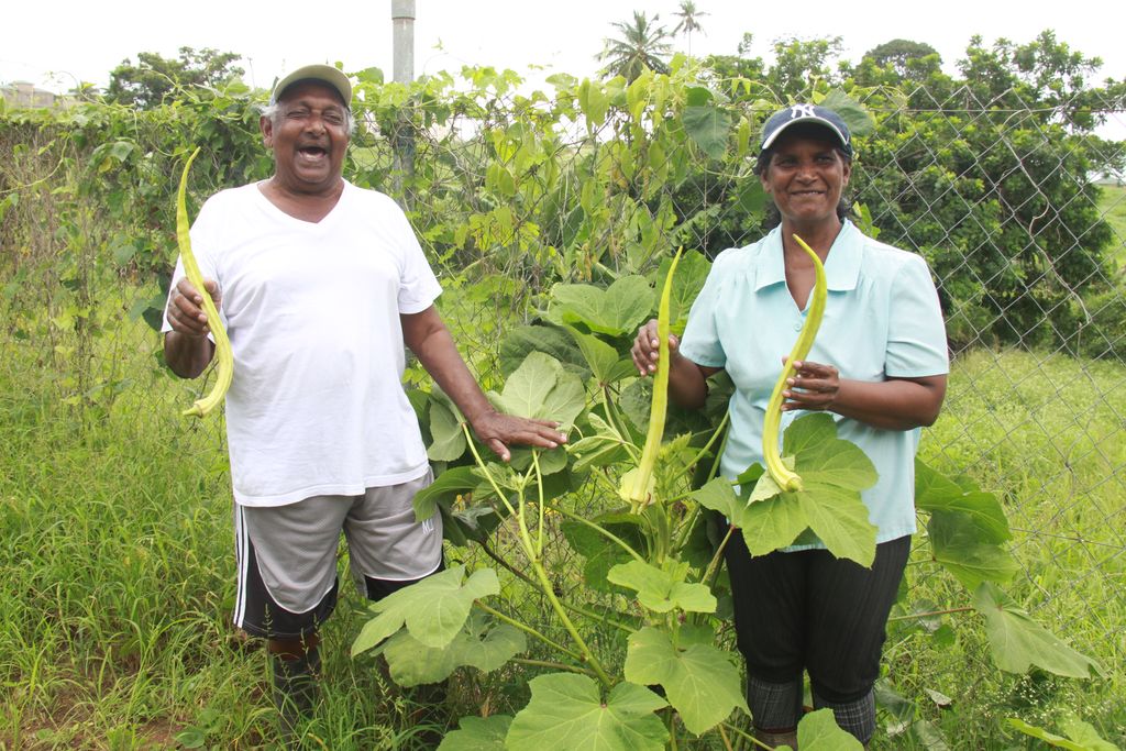 La Romaine couple harvest 20-inch ochroes - Trinidad Guardian