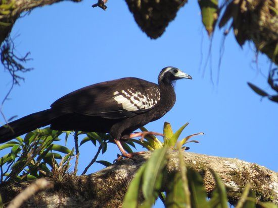 Toco man charged with possession of Pawi - Trinidad Guardian
