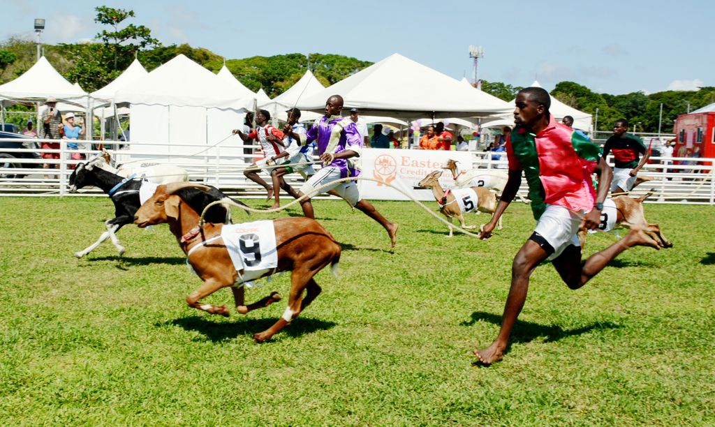 Easter goat race on, Tobago prepares for more visitors - Trinidad Guardian