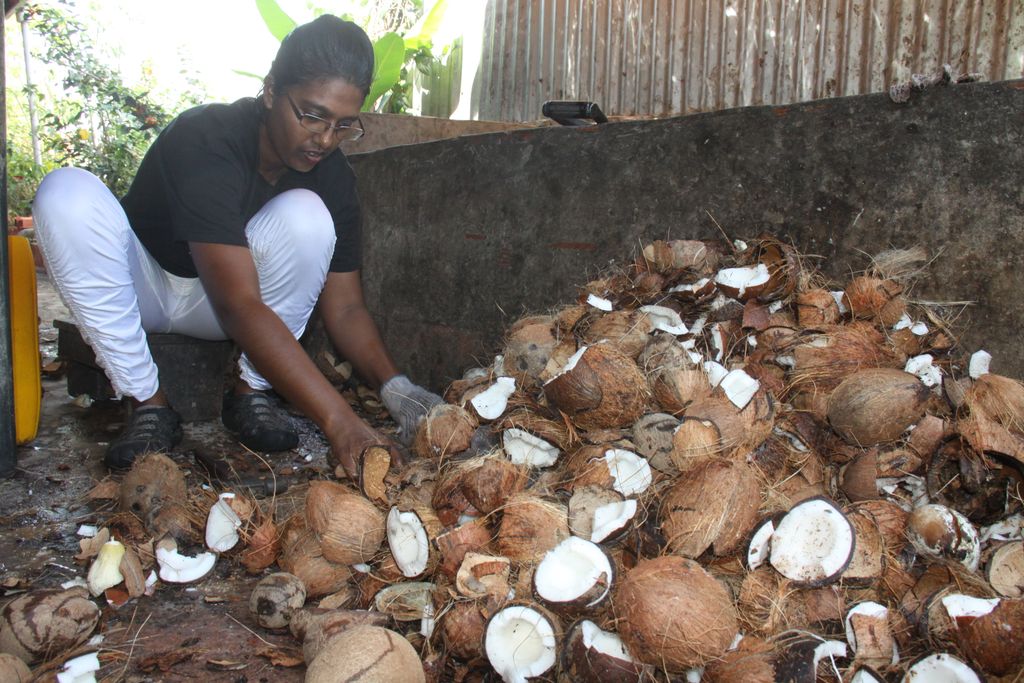 Mastering the art of home-made coconut oil - Trinidad Guardian