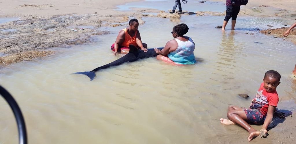 Moruga residents rescue beached whale - Trinidad Guardian