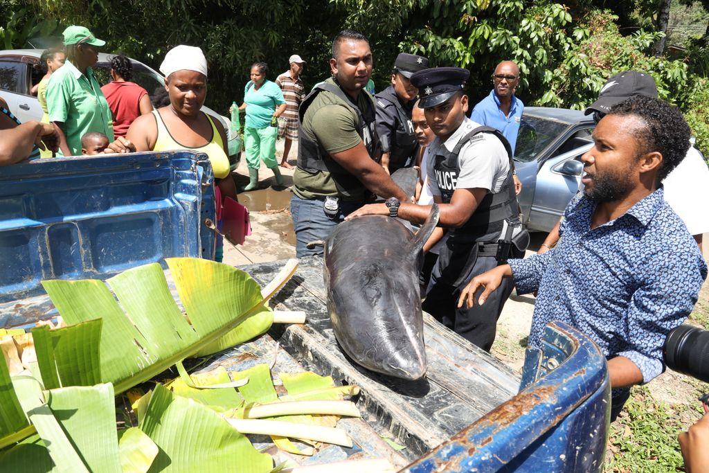 Moruga residents, officials rescue baby whale - Trinidad Guardian