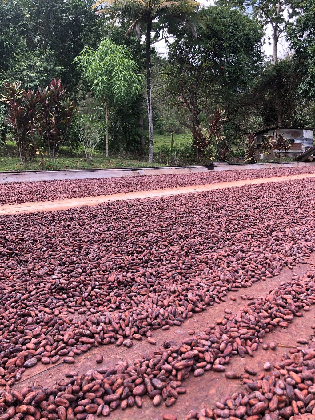 Over 100 years of cocoa excellence - Trinidad Guardian