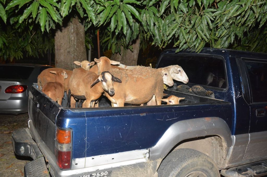 Police recover 8 stolen sheep - Trinidad Guardian