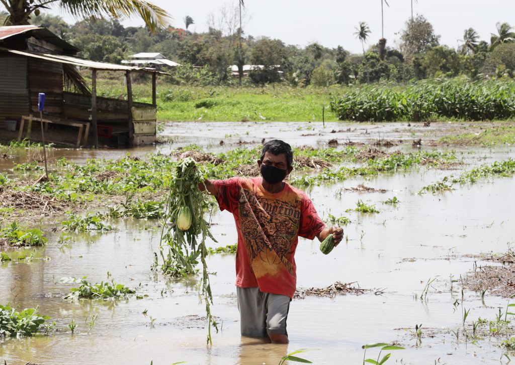 Heavy losses for Penal farmers after flood - Trinidad Guardian