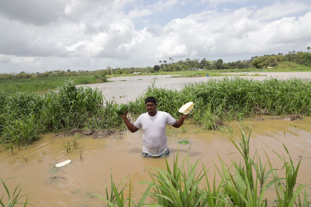 Penal farmers count losses after devastating floods - Trinidad Guardian
