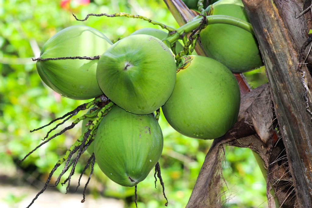 Regional coconut industry gets boost from IICA, CARDI and ITC ...