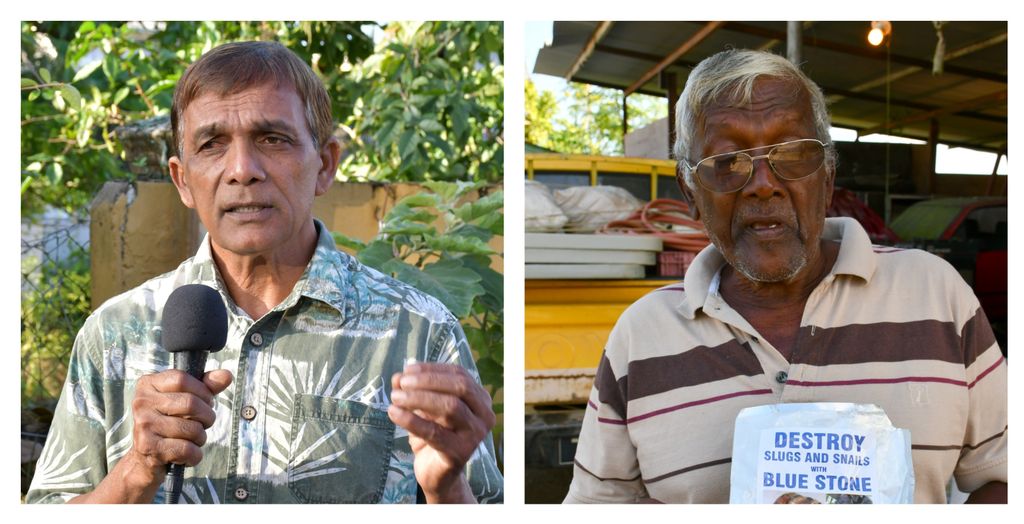 Central farmers reject Giant African Snail $5 bounty - Trinidad Guardian