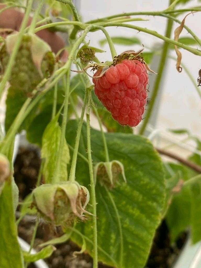 Berrycove celebrates first raspberry grown in T&T - Trinidad Guardian