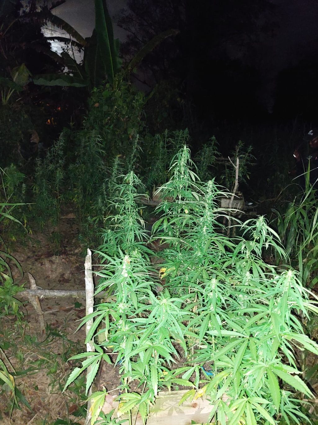 Police destroy 225 marijuana trees in Eastern Division exercise ...