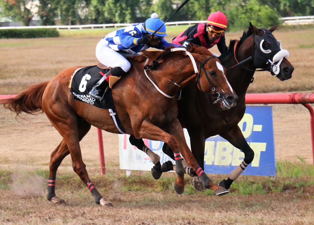 Super Bird repeats Champagne Stakes win - Trinidad Guardian