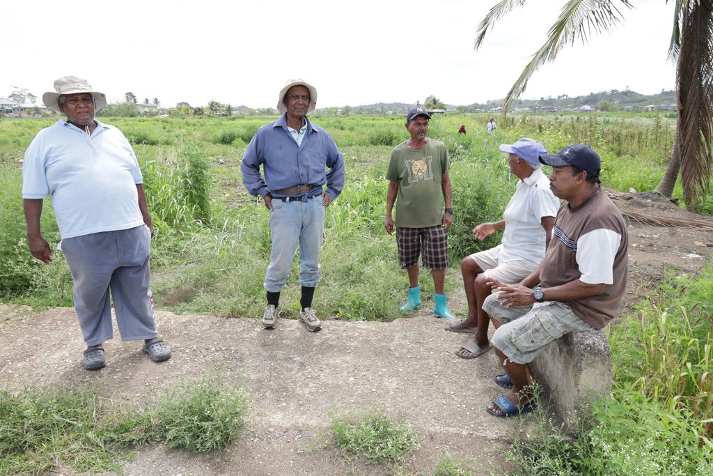 Thieves raid Penal farmers - Trinidad Guardian