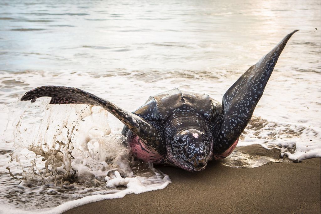 Tobago celebrates World Sea Turtle Day - Trinidad Guardian