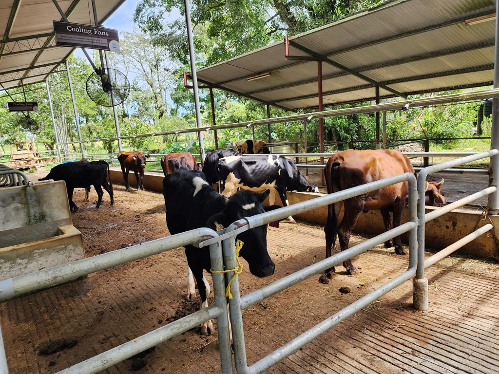 Nestle boosting T&T milk production - Trinidad Guardian