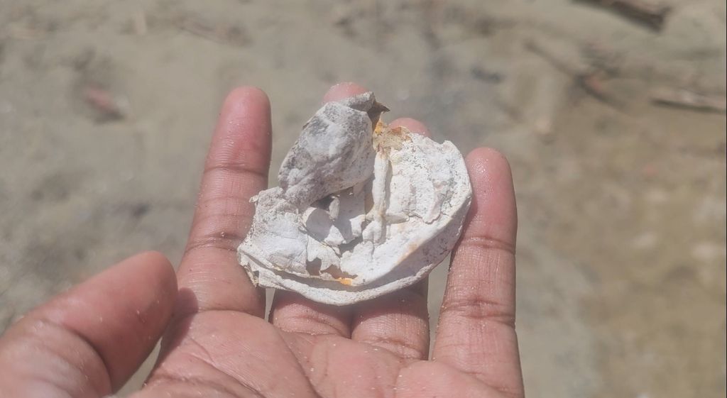 Tobago cops probing devastation of turtles' nesting site - Trinidad ...