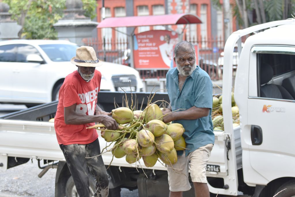Dry season, hoarding blamed for shortage of coconuts - Trinidad Guardian