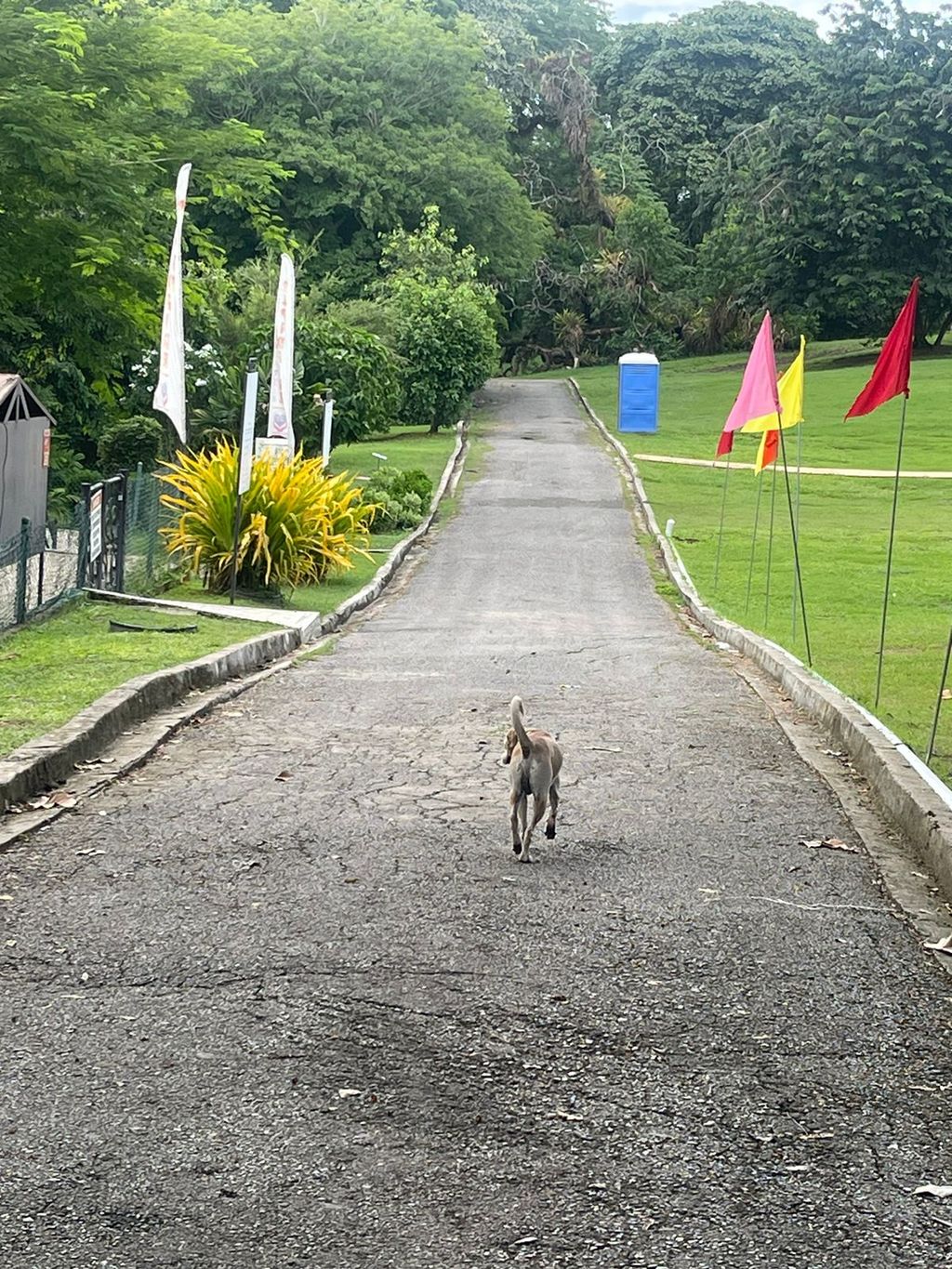 Residents complain… ‘Palmiste Park gone to the dogs’ - Trinidad Guardian