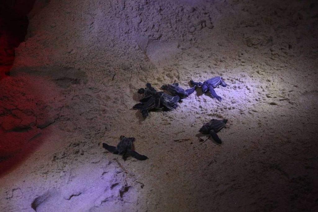 Turtle nesting season begins March 1 - Trinidad Guardian